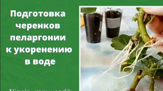 Что вы не знали, укореняя пеларгонию в воде.