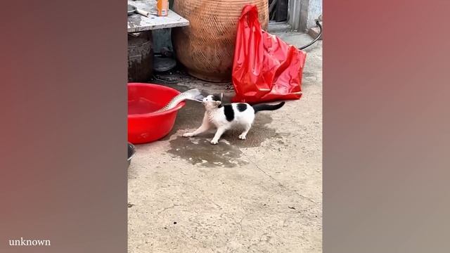 Смешные кошки - лучшие приколы