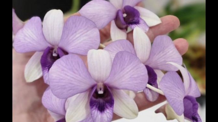 П-11. Ч-1. Дендробиум Jairak  гибри6 2-х цветный синий из 11-й посылки после пересадки из мха