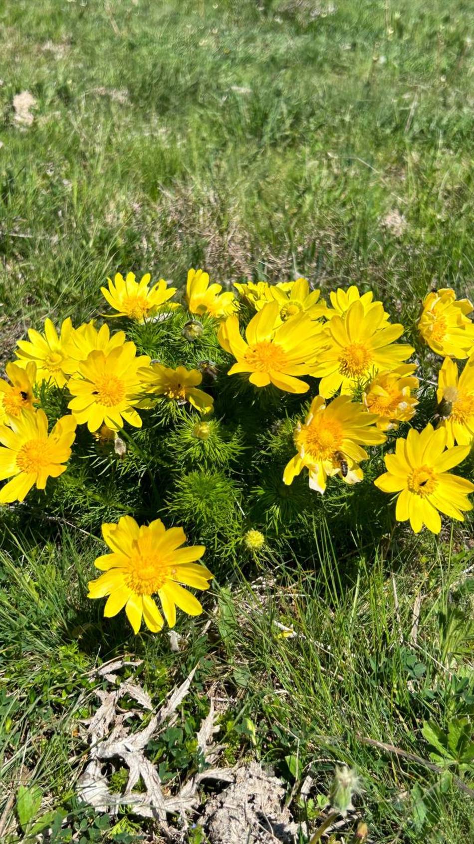 В Крыму расцвели Адонисы. Адонис весенний, или Горицвет - многолетнее травянистое растение.