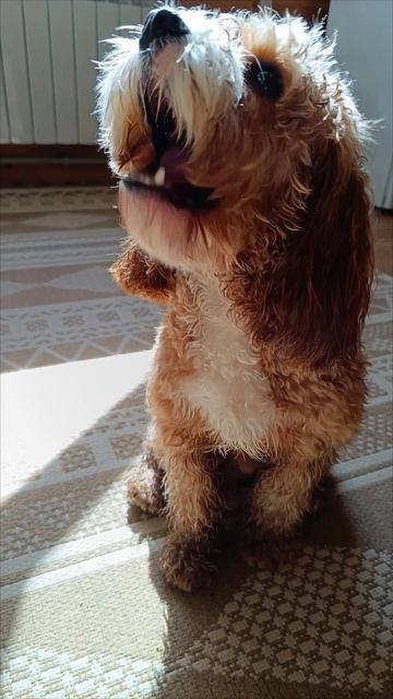 Спарки 🐕🐶в гостях