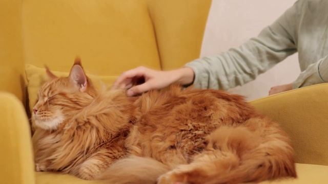 Самые интересные факты о кошках