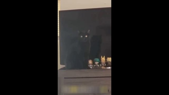 Котопартизаны в засаде