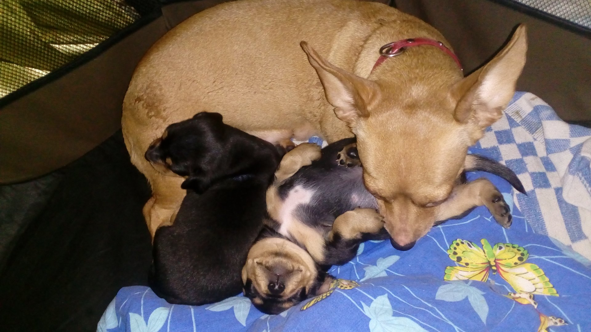 Щенки кушают молоко у мамы