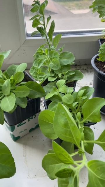 Петуния вегетативная CASCADIAS Rim Magenta