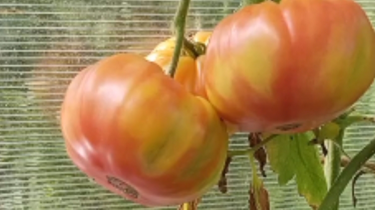 Томат "Диво дивное"