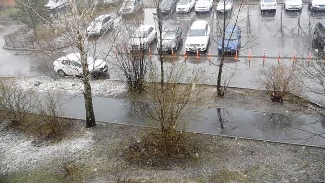 Последний снегопад весны. 27 апреля 2021 года.