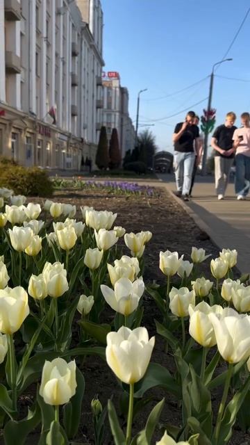 Распускаются тюльпаны в Могилёве