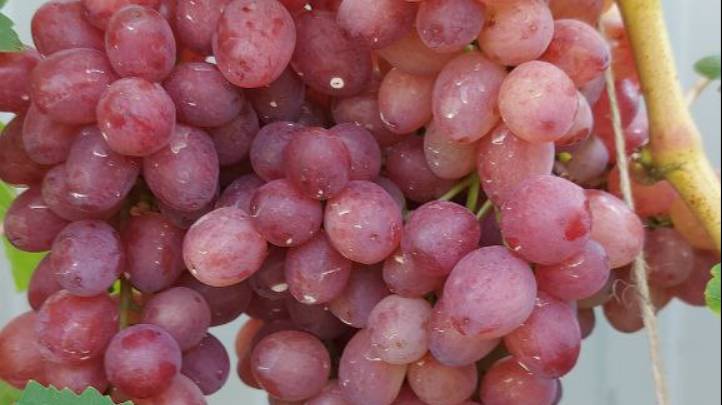 Виноград на нашем участке. Первый опыт и первый урожай.