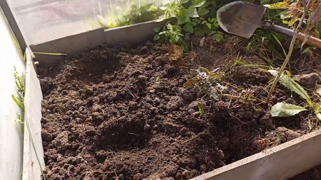 Ремонтантная клубника Елизавета 2. Высаживаю в теплицу. Как посадить и чем удобрить.