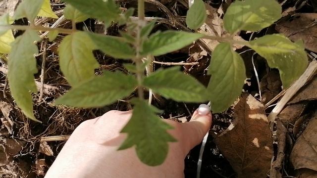 Подвязка томатов