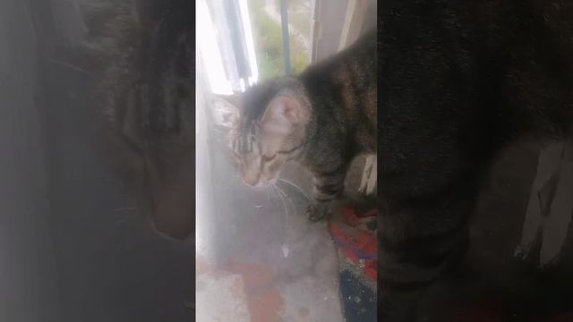 ВАСЬКА _КОТ_2025-04-22_14-44-27