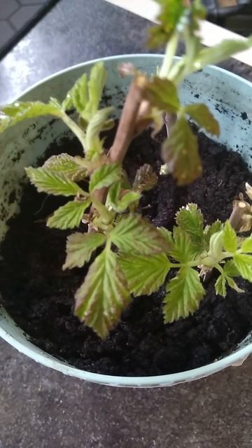 Эксперимент с черенками малины