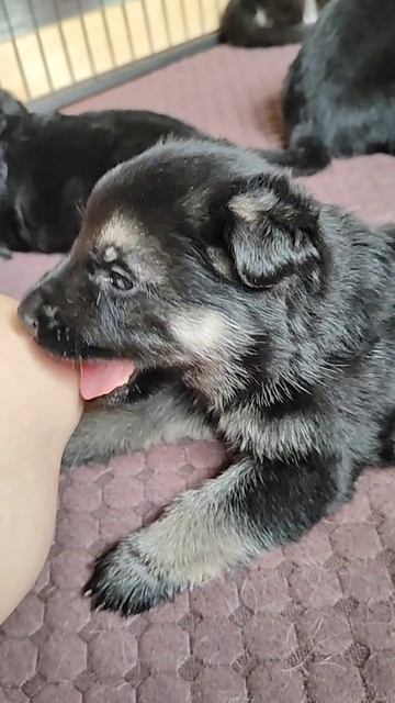 Нападение дикого зверя на человека