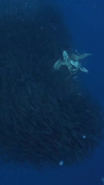 Это вид морских птиц, который распространен вдоль побережья Атлантического океана