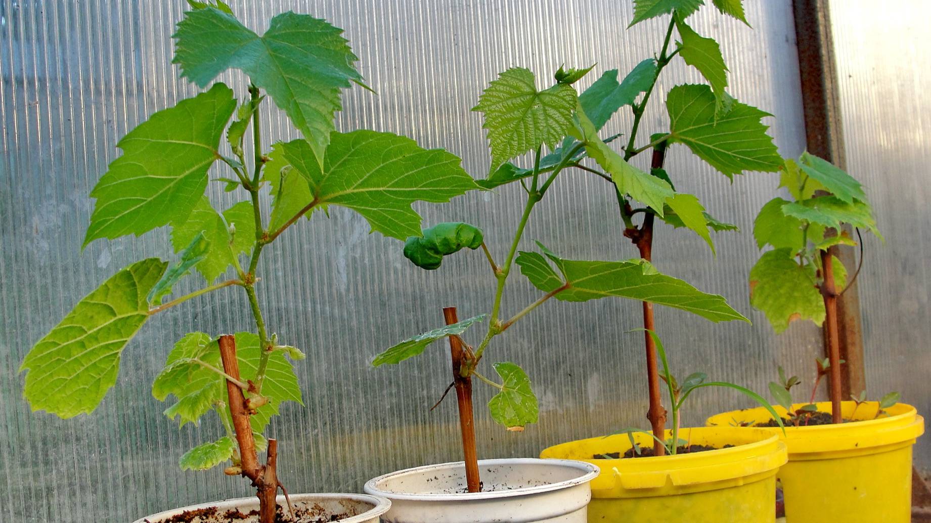 Посадка саженца винограда. Яма.