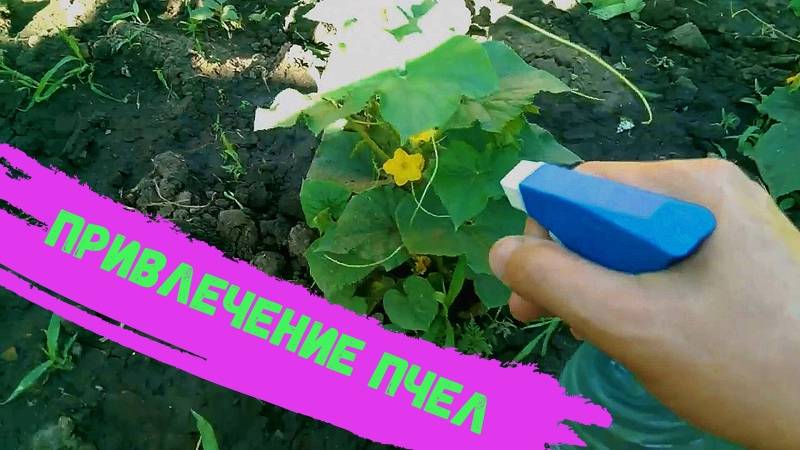 Привлечение пчел на цветки растений.