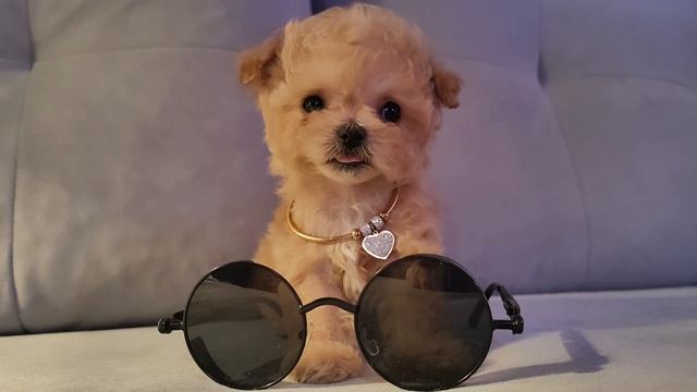 Мальтипу крошечная девочка