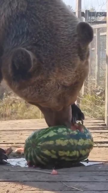 Для бурого медведя арбуз - настоящий деликатес