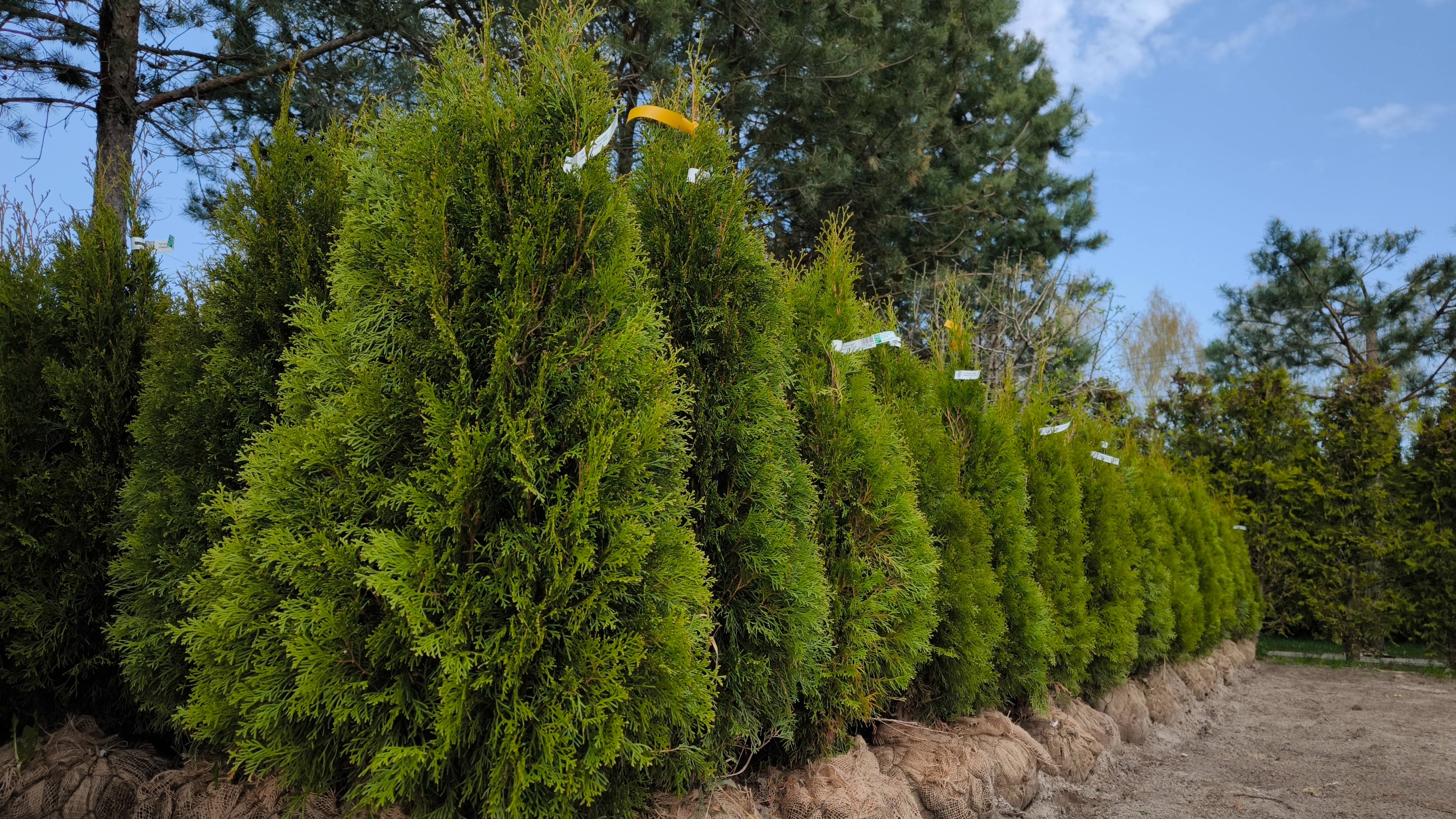 Туи в Ромашкино Парк: ассортимент Весна-2025