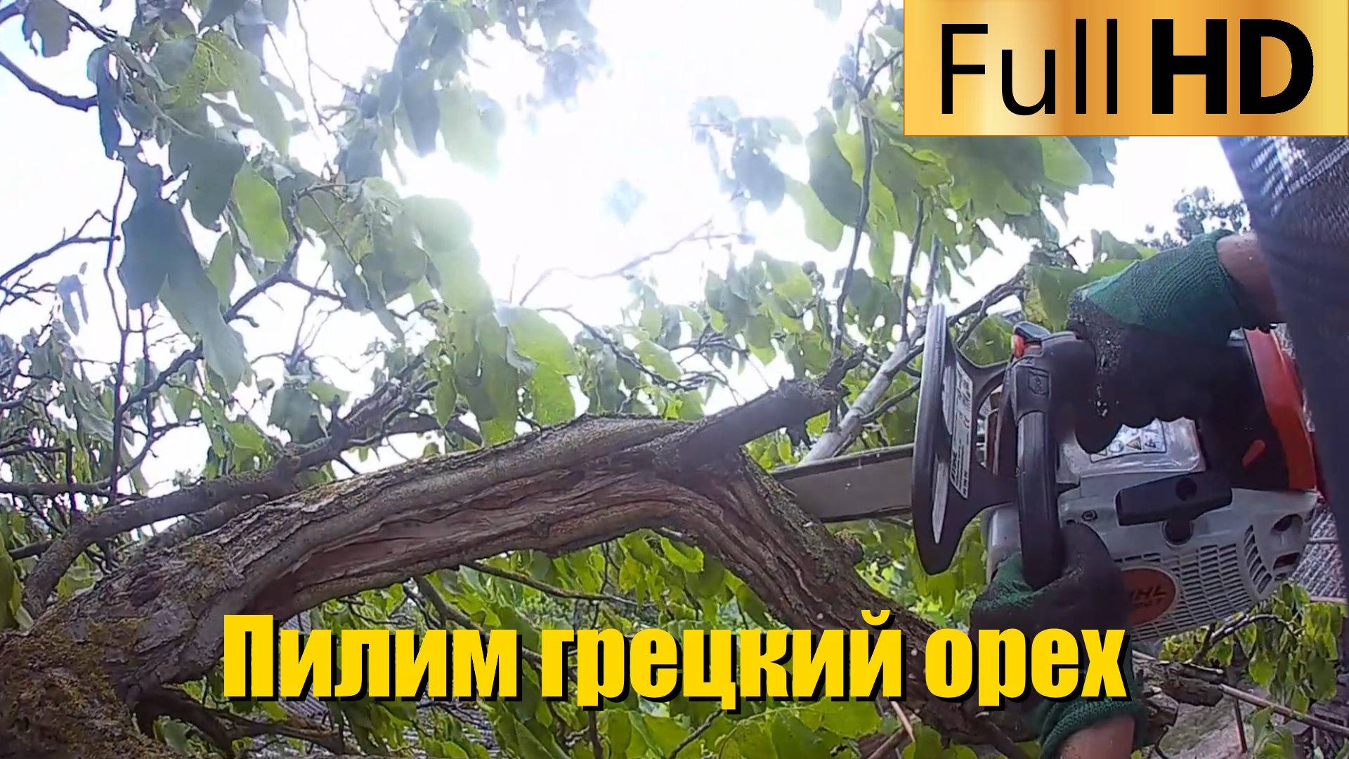 Пилим грецкий орех. Спил деревьев любой сложности в Краснодаре и Краснодарском крае