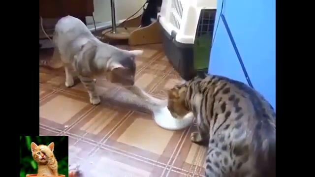 Приколы с кошками и котами-подборка