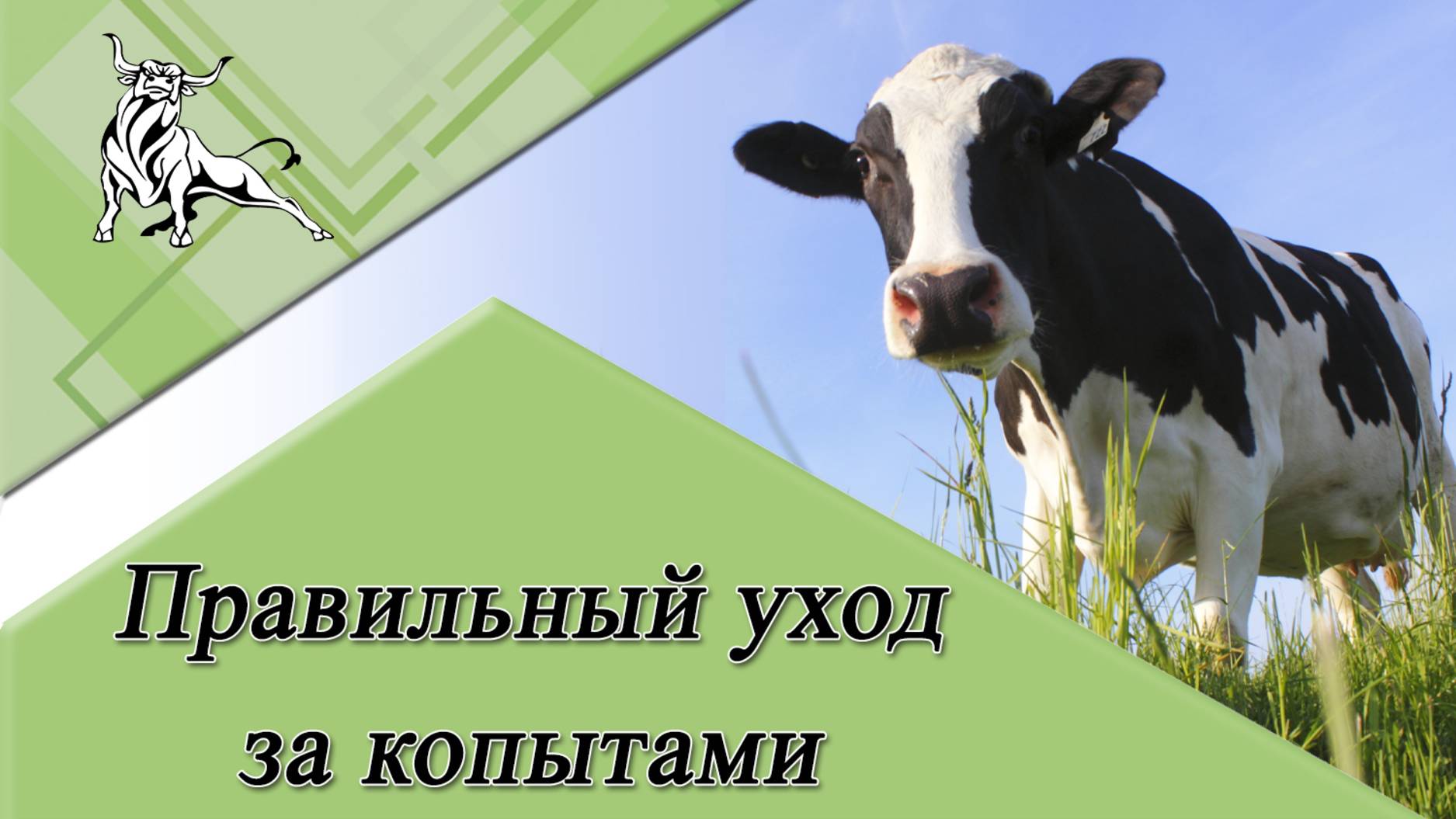 Уход за копытами