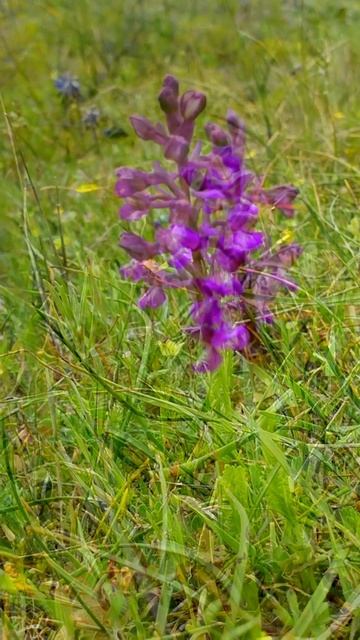 Горные орхидеи. Апрель. Крым.