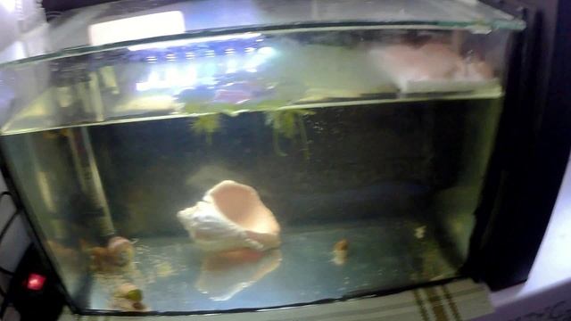 Ч 57 Аквариум Сделал банку