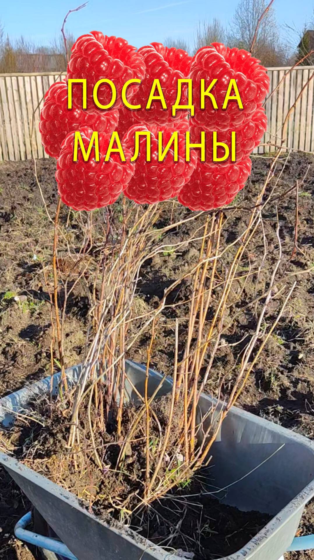 Сажаем малину в открытый грунт. Сад и  огород у дома. Своими руками