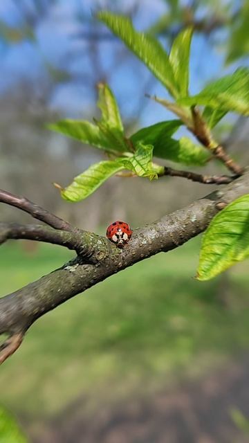 Весна в городе. Черемуха и божья коровка. Москва. Апрель 2025