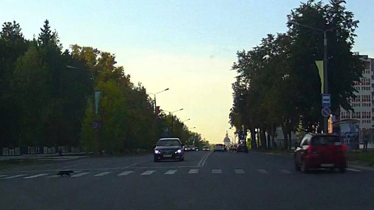 Весь день коту под хвост...