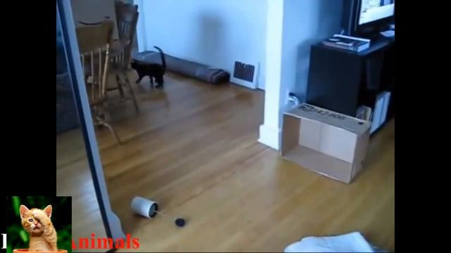 Приколы с кошками и котами