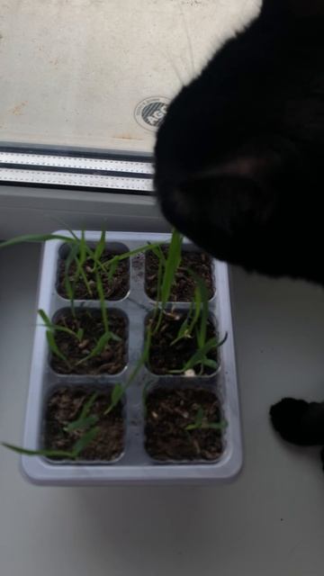 Кошка веган 🌱Пришла весна 
#кошкакоуча