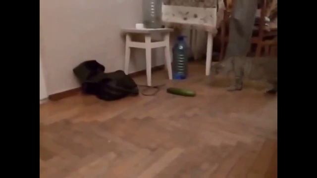 Коты против огурца - приколы