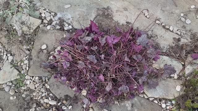 Гейхеры выпрели после снежной зимы 2023/2024, состояние, обрезка. Часть 1