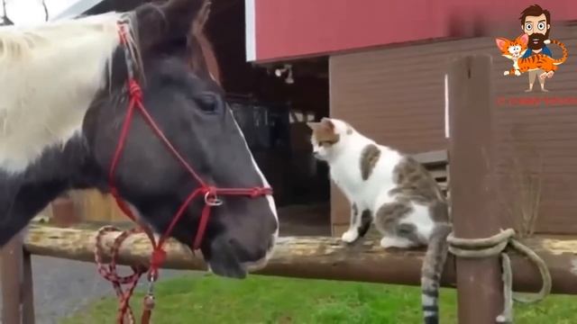 Приколы с котами с озвучкой-до слёз