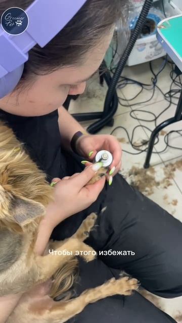 Дополнительные услуги в Зоосалонах Gromerpet.ru #йоркширскийтерьер #стрижкасобак #груминг