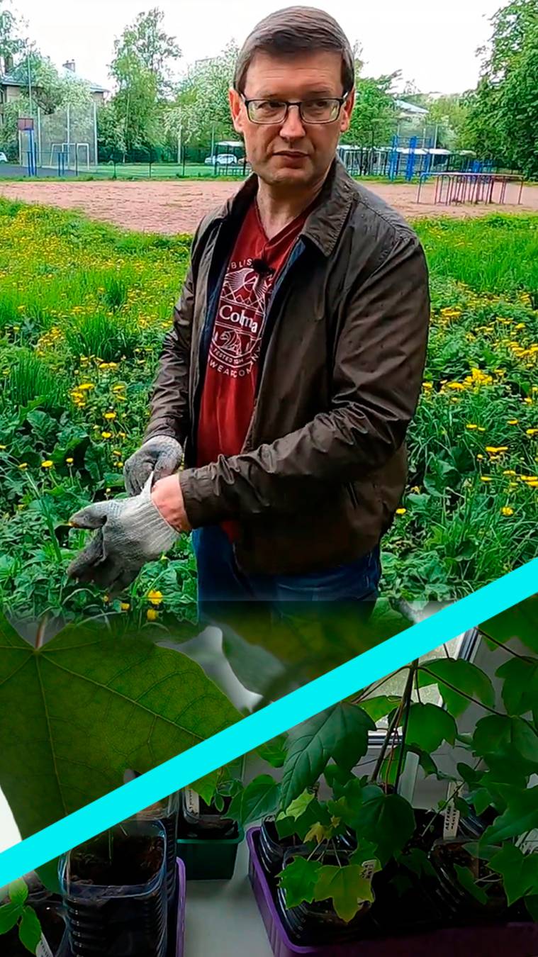 Почему деревья долго растут в первые годы?