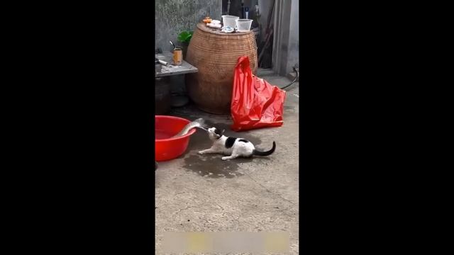 Может договоримся - котоприколы