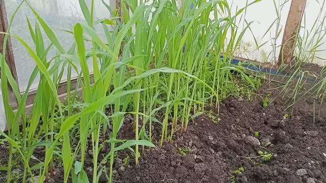 Кукуруза рассадой. Как вырастить кукурузу рассадным способом