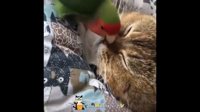 Обалденно смешные кошки - подборка