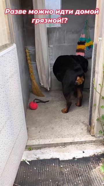 #Shorts И так каждый раз! #забавныеживотные#собаки