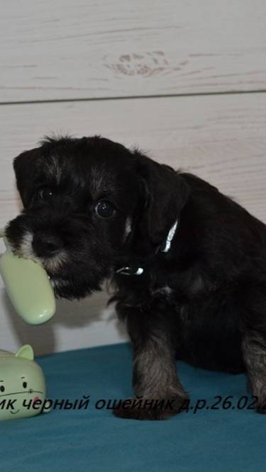 свободный цверг мальчик в черном ошейнике.