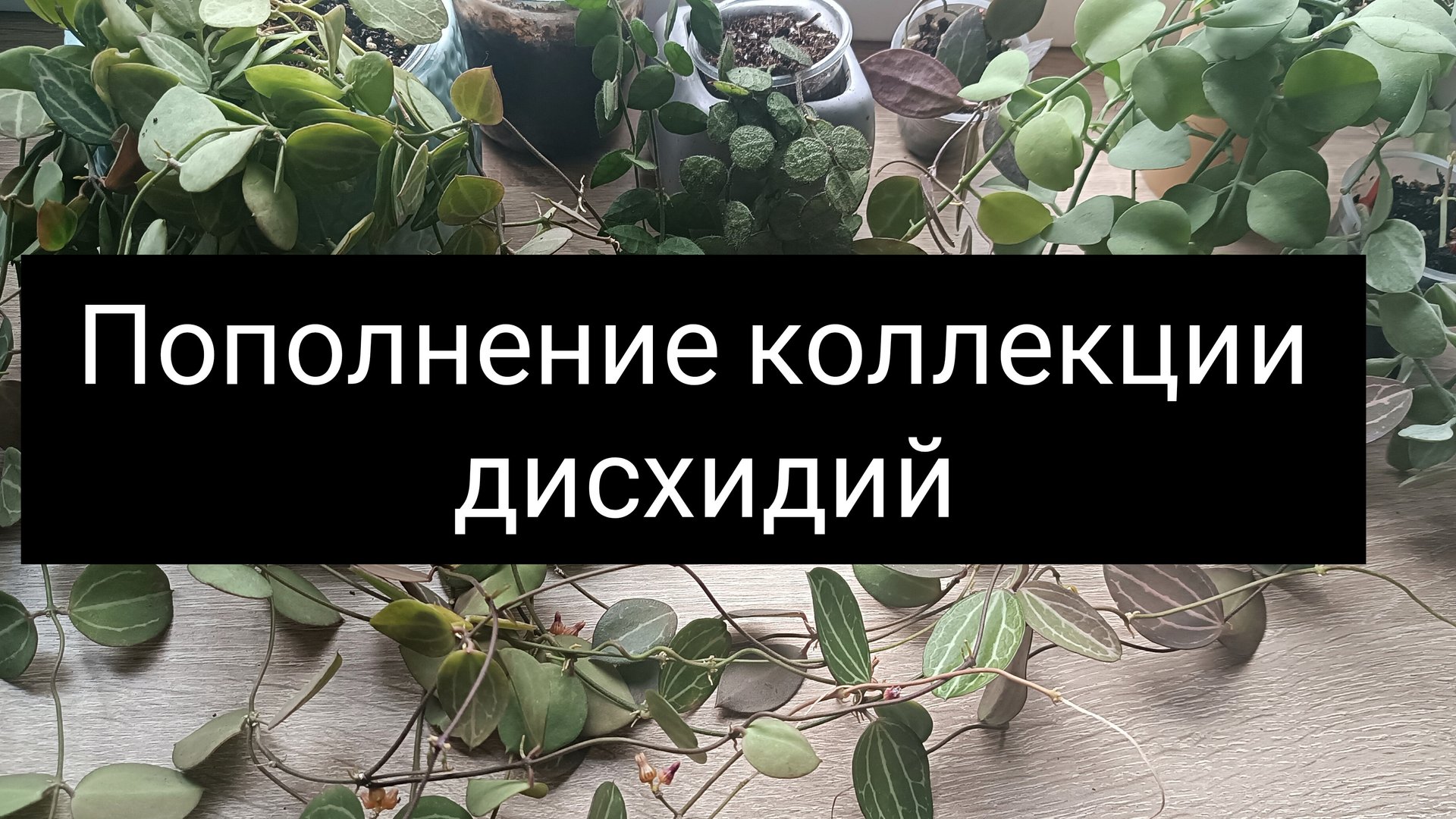 пополнение коллекции дисхидий