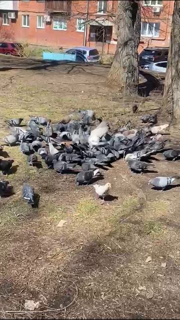 Разноцветные голуби