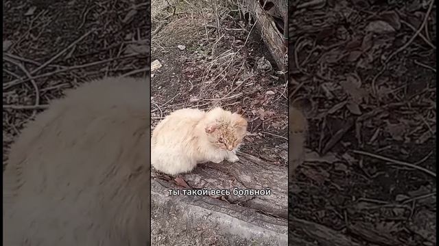 В садах возле г. Заречного обнаружены брошенные дачниками кошки.  #помощьбездомным  #брошенныекоты