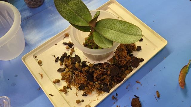 пересадка Орхидеи с пятнистыми листьями.