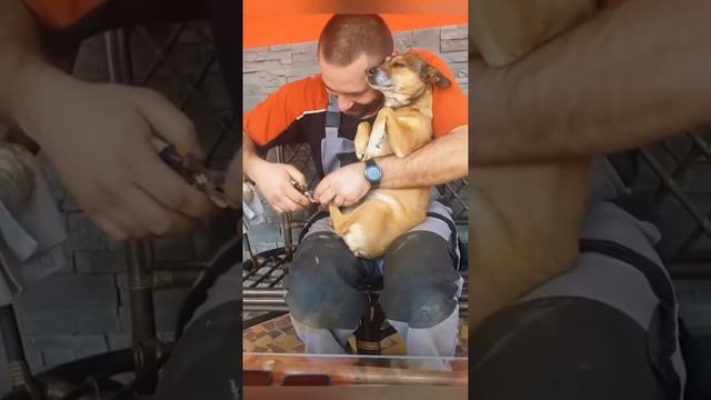 Смешные песики