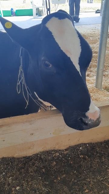 Как заработать_ #юмор